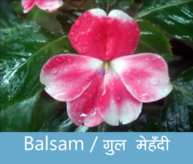Flowers name in Hindi with Images | फूलों का नाम | Hind Patrika