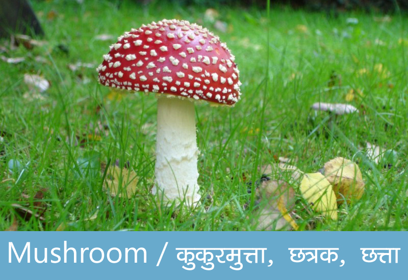 kukurmuta - Hind Patrika