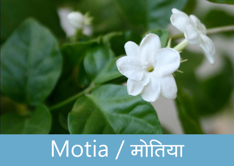 Flowers name in Hindi with Images | फूलों का नाम | Hind Patrika