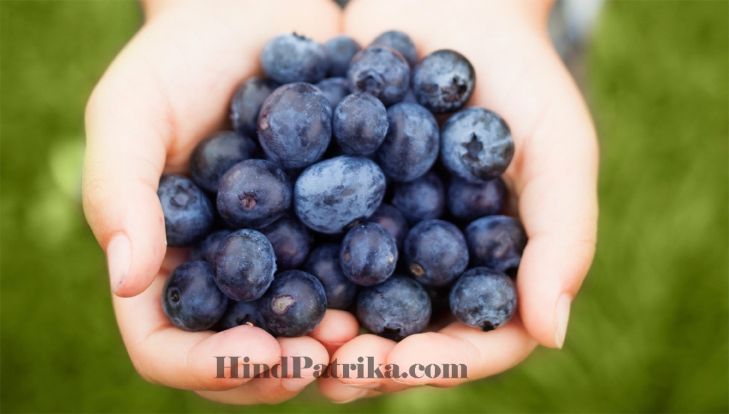 blueberry - Hind Patrika