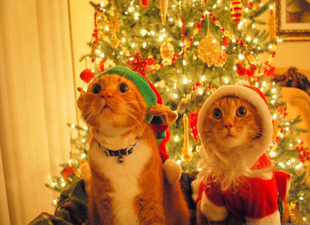 Christmas Tree Ko Kis Tarah Rakhe Ki Barkat Ho Hind christmas-tree-ko-kis-tarah-rakhe-ki-barkat-ho-hind